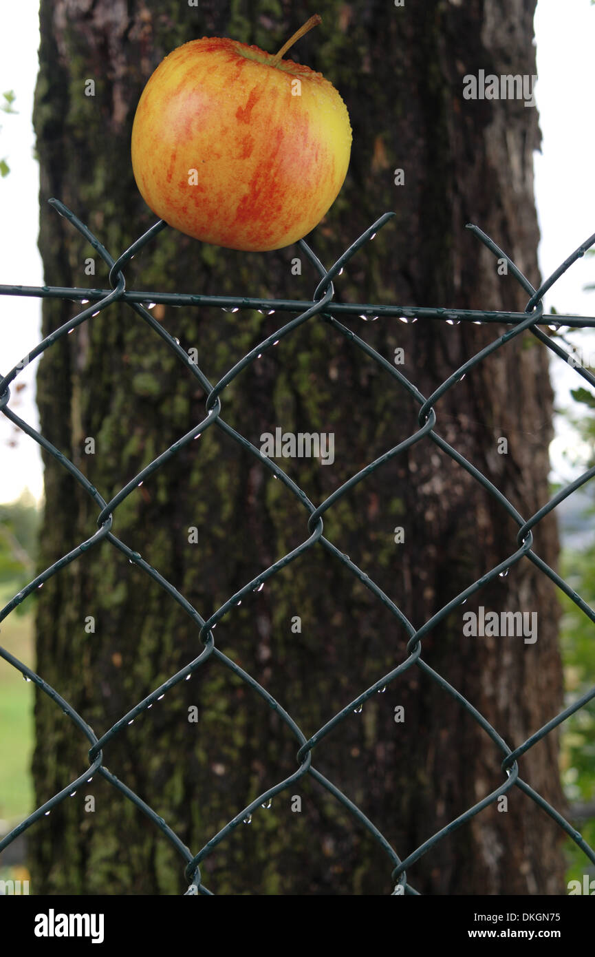 apple on fence Stock Photo - Alamy