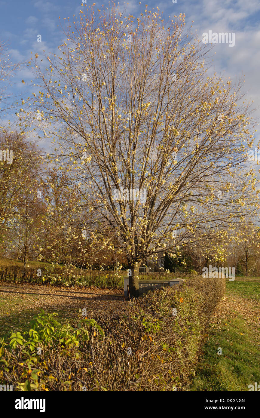tree in sun Stock Photo - Alamy