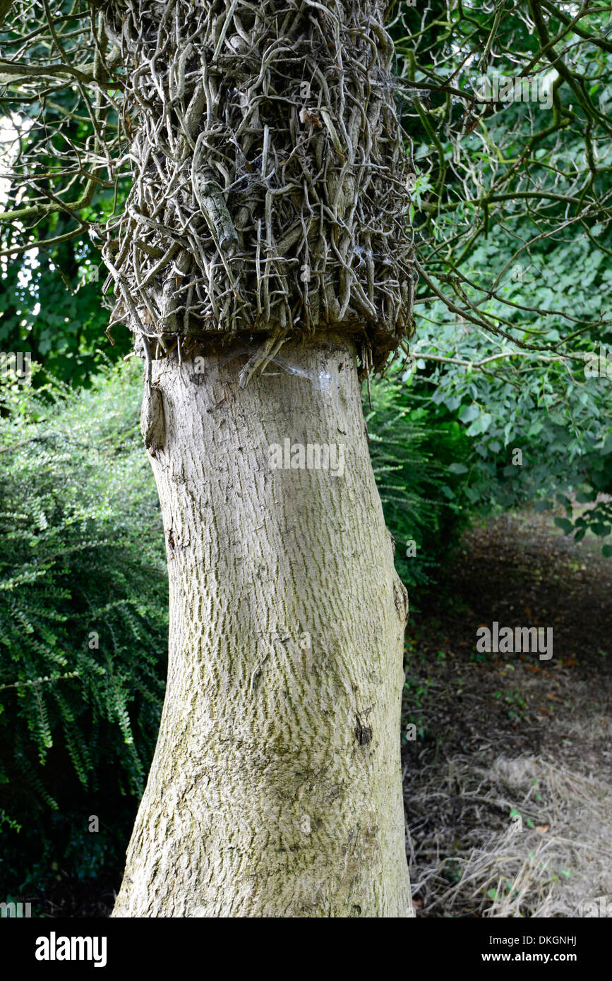 Cut back tree hi-res stock photography and images - Alamy