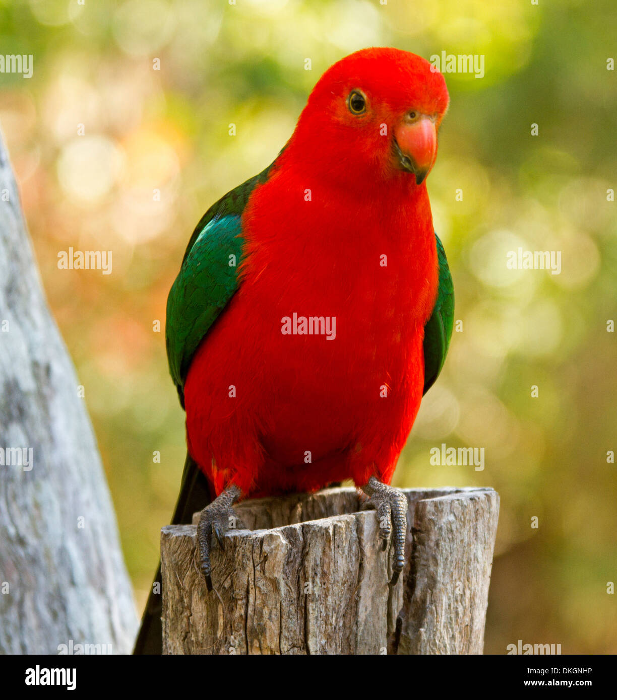 Spectacular frontal shot of brilliant red male king parrot, Alisterus ...