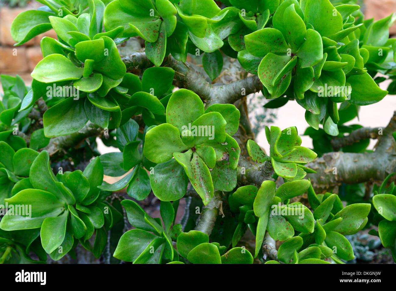 Botterboom tree hi-res stock photography and images - Alamy