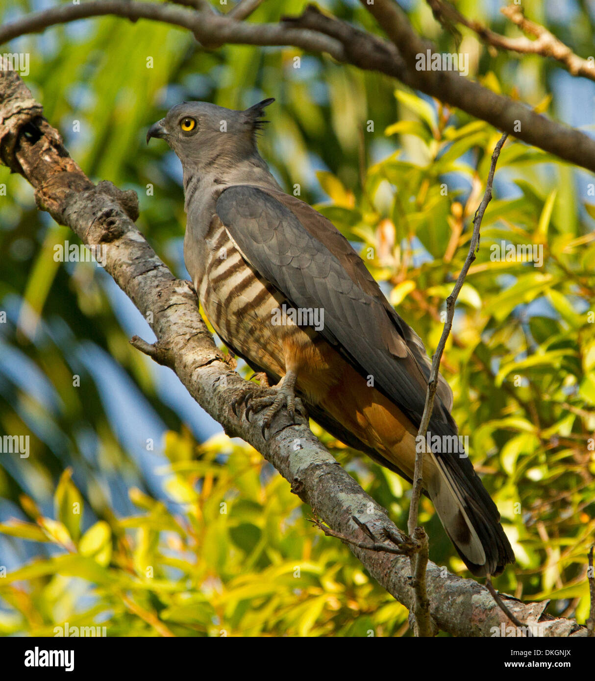 In baza hi-res stock photography and images - Alamy