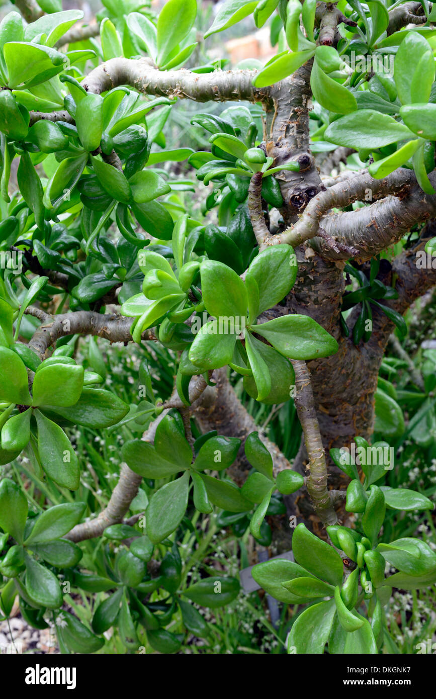 tylecodon paniculatus Botterboom Butter Tree Blaetter leaves butterboom ...