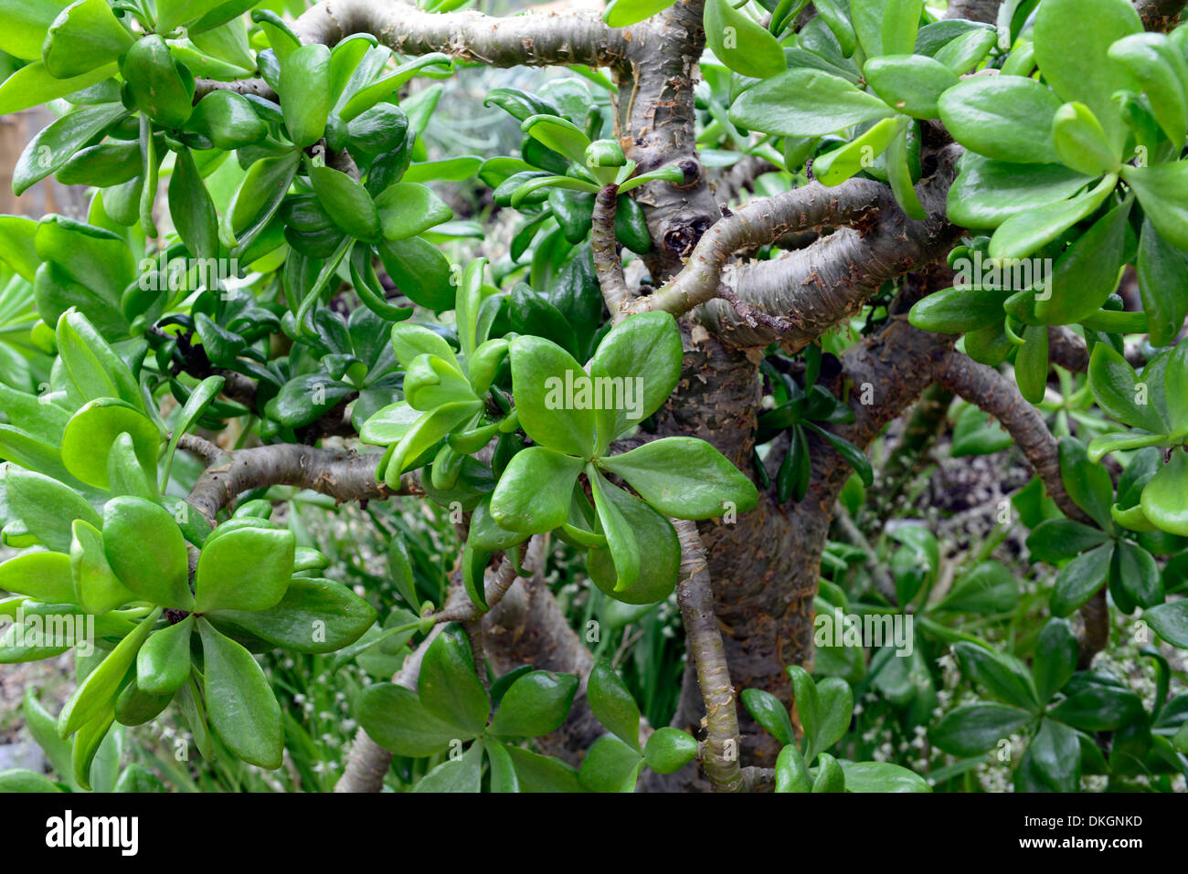 tylecodon paniculatus Botterboom Butter Tree Blaetter leaves butterboom ...