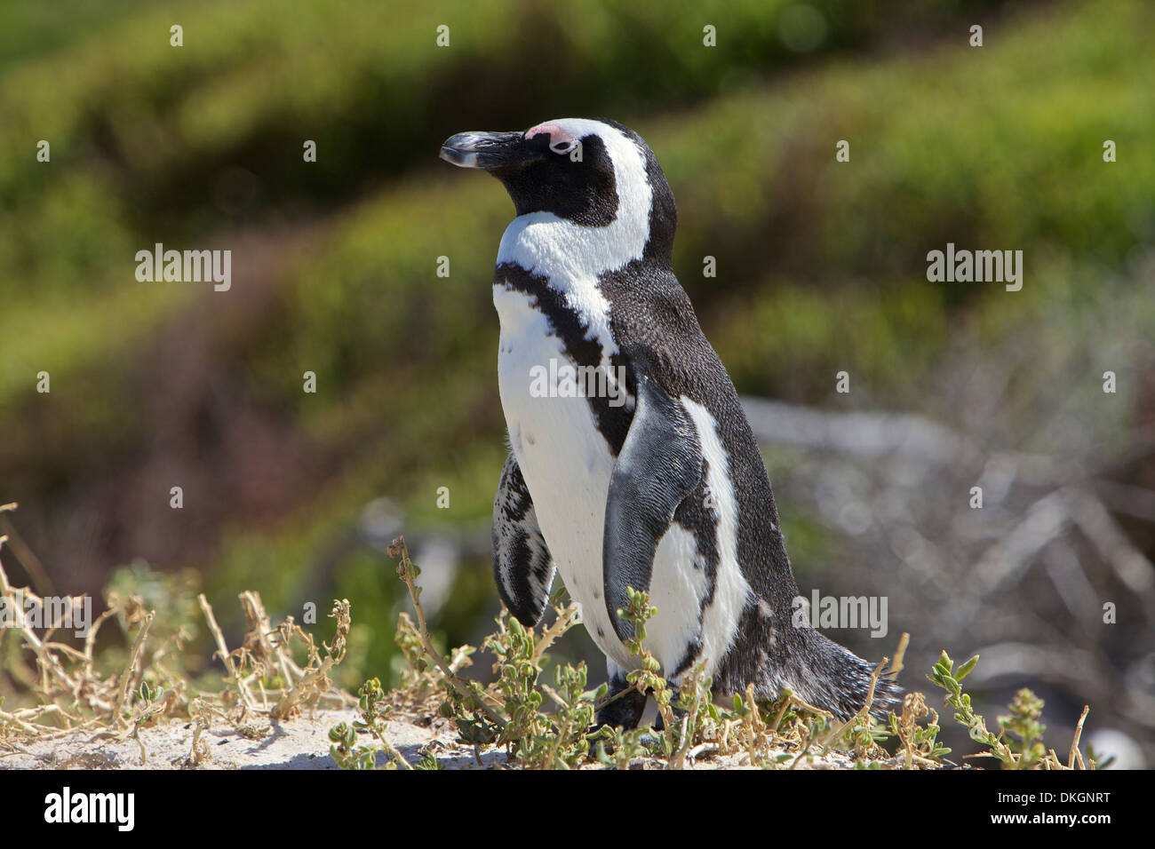 Penguin False Bay, Boulders Bay, Simon's Town, Western Cape, Cape Town ...