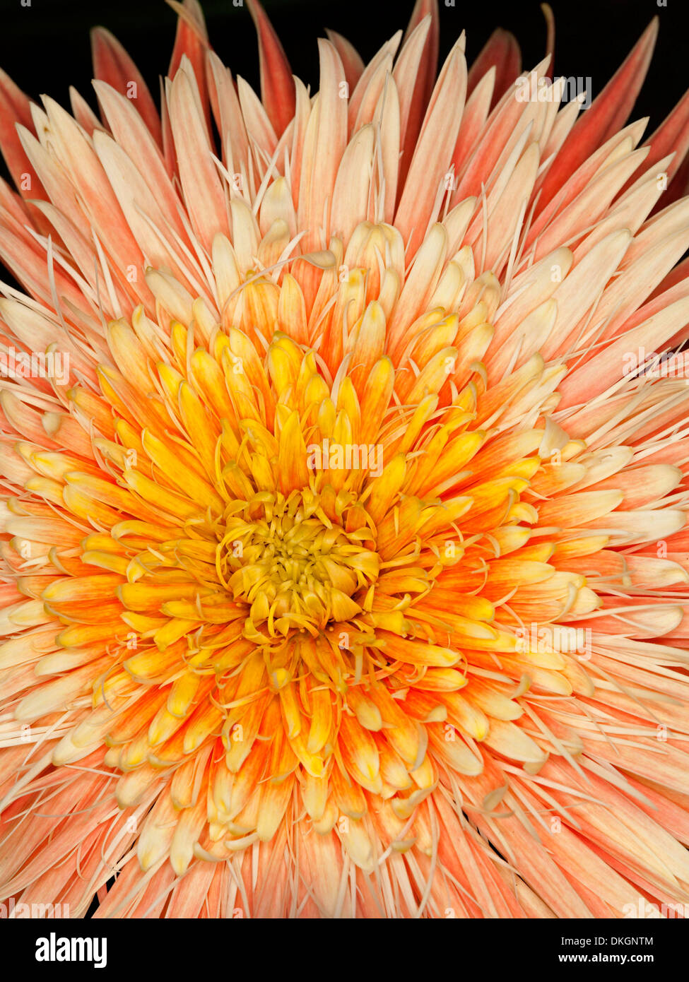 Gerbera bauerii nobleflora hi-res stock photography and images - Alamy