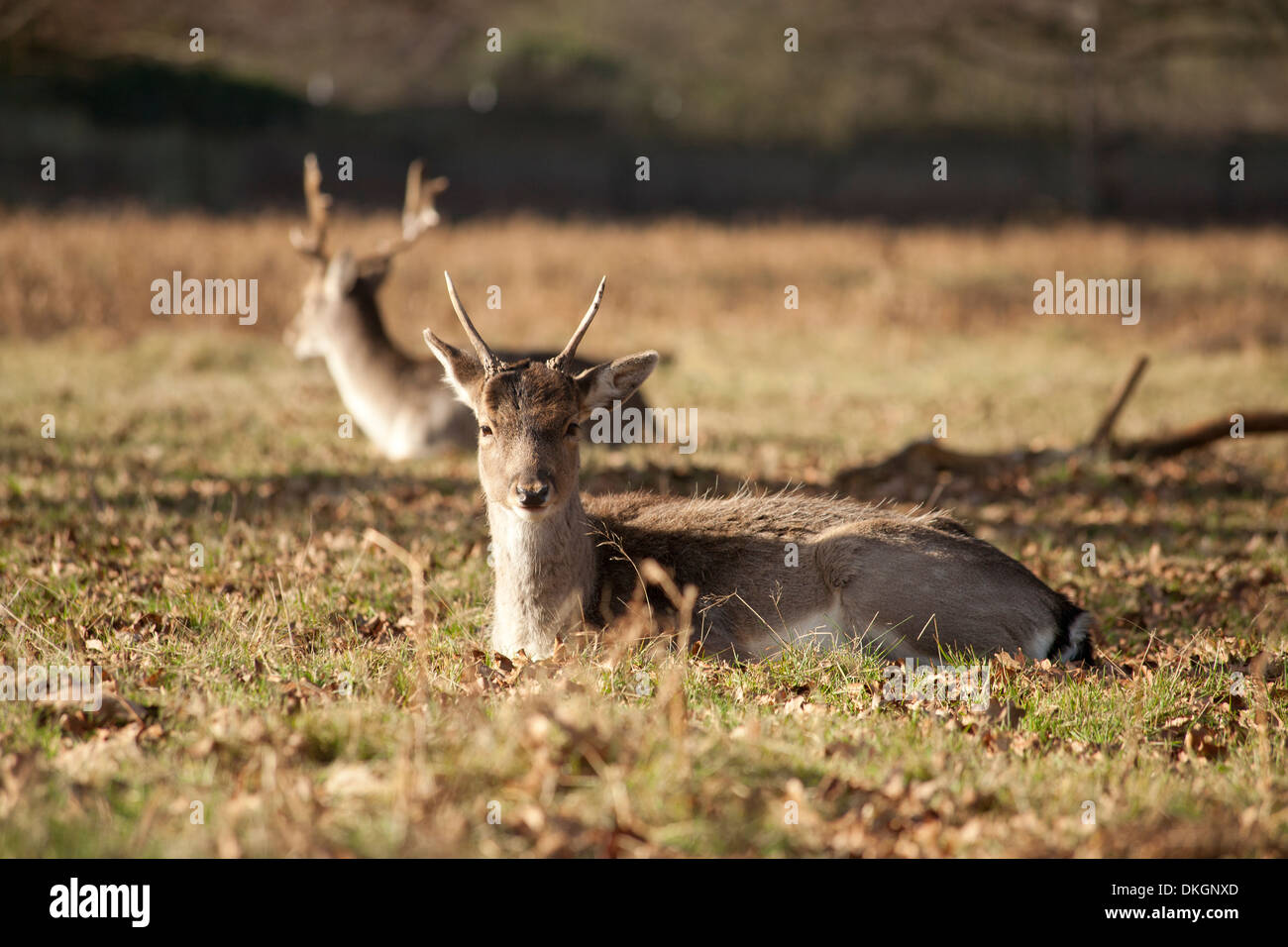 Deer grazing in Bushy Park, Surrey Stock Photo - Alamy