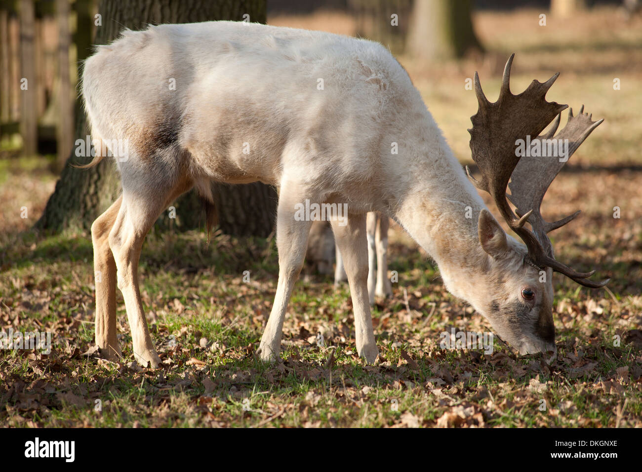 Deer grazing in Bushy Park, Surrey Stock Photo - Alamy