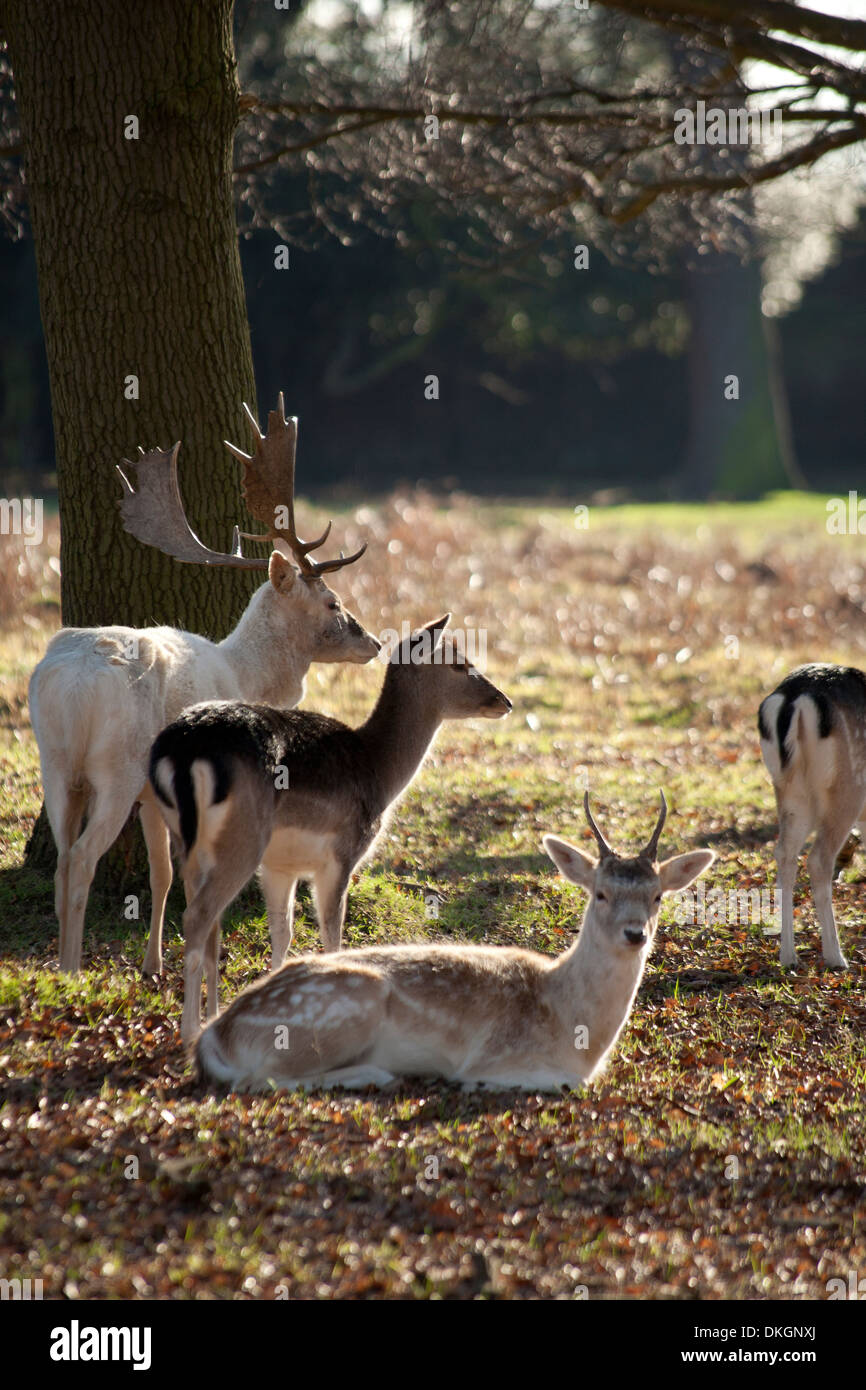 Deer grazing in Bushy Park, Surrey Stock Photo - Alamy
