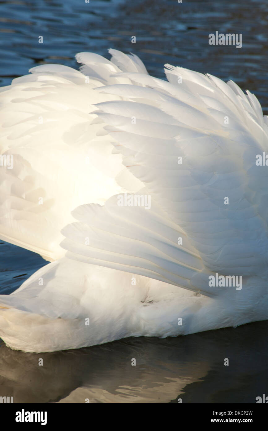 A Swans wings, showing many feather details Stock Photo - Alamy