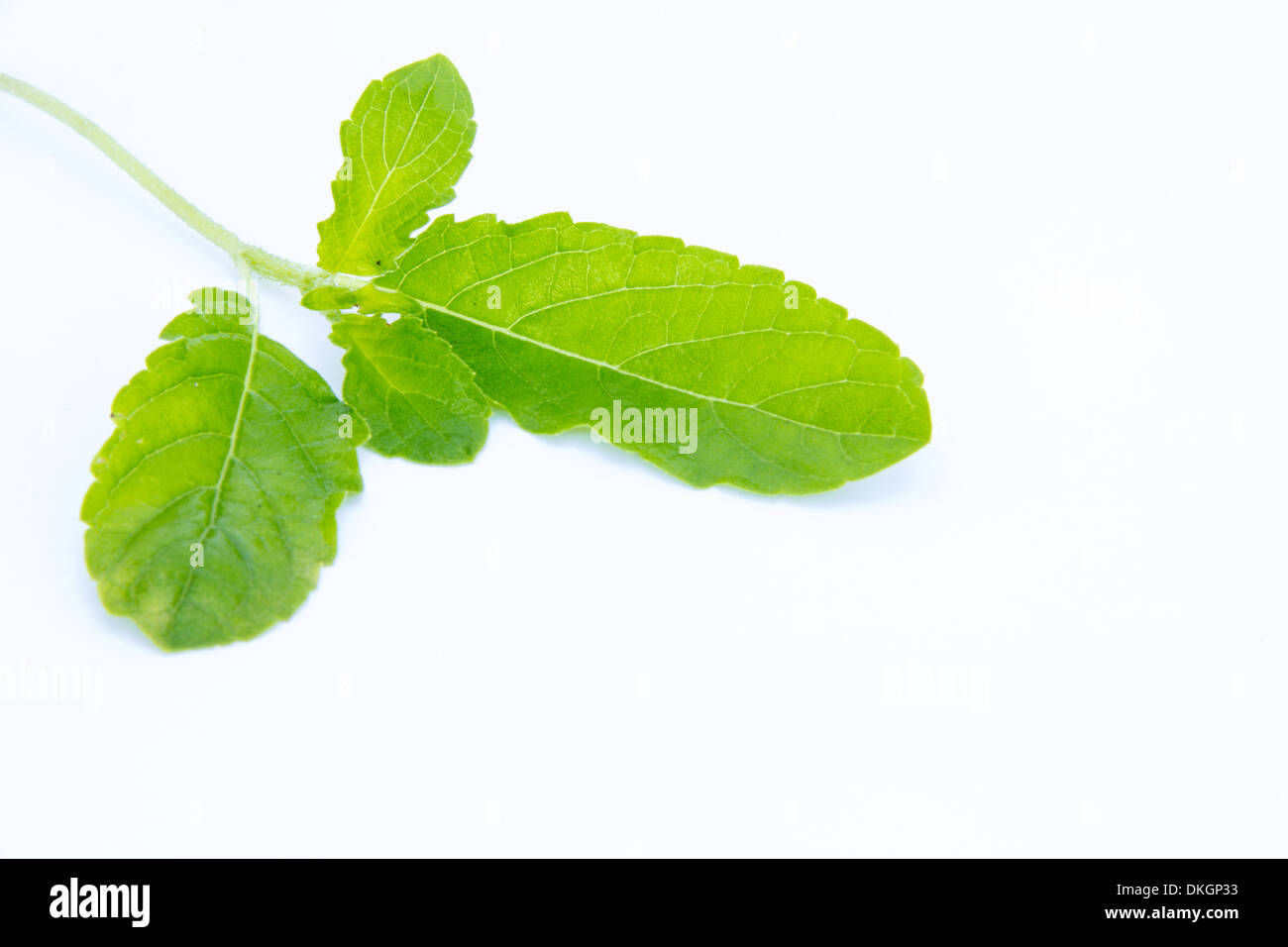 Tulsi herb Cut Out Stock Images & Pictures - Alamy