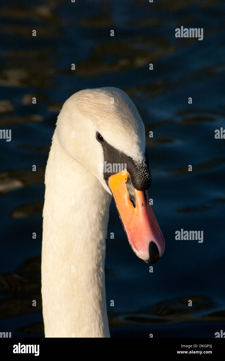 A swan head in profile Stock Photo - Alamy