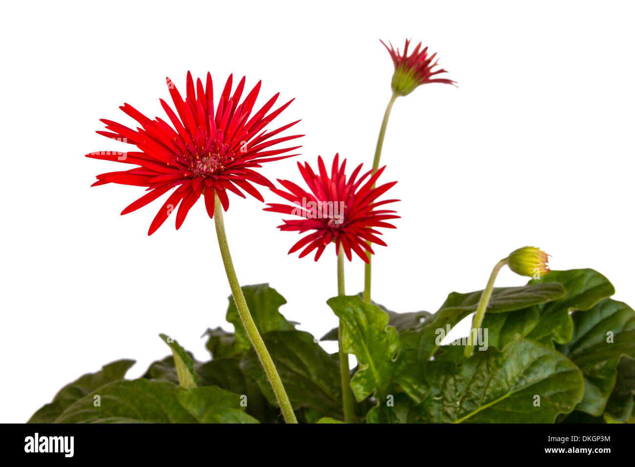 Group of red yerbera on white background Stock Photo - Alamy