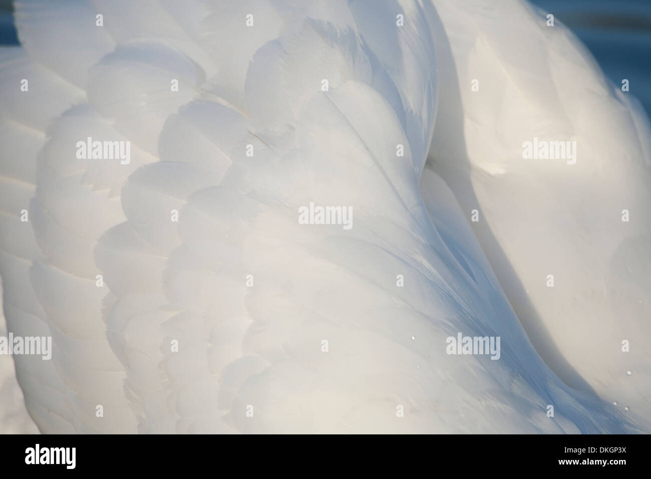 Extreme close-up of a swan's folded wings Stock Photo - Alamy