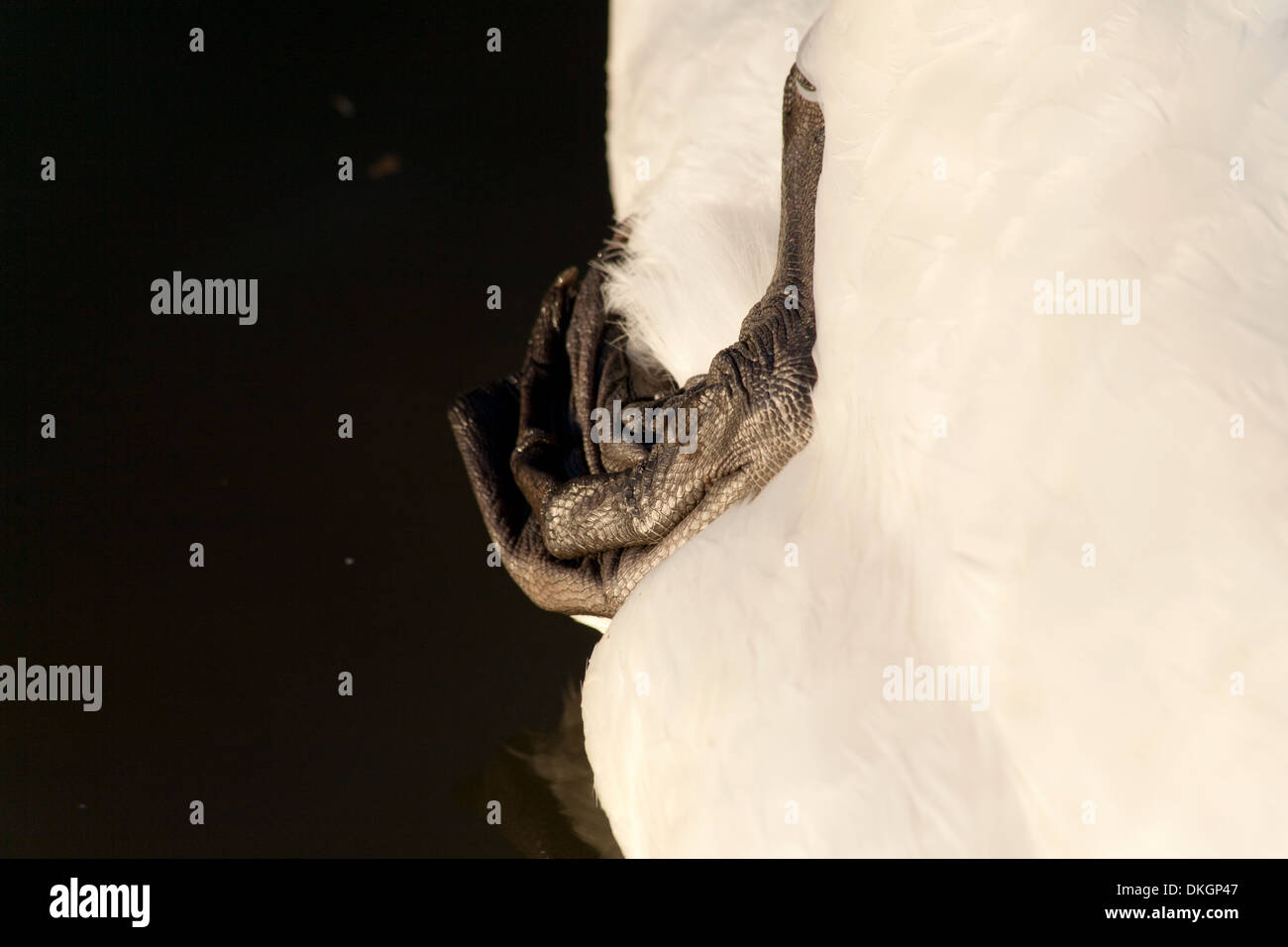 Swan foot High Resolution Stock Photography and Images - Alamy