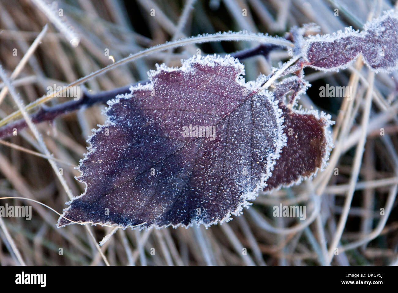Lacy leaf hi-res stock photography and images - Alamy