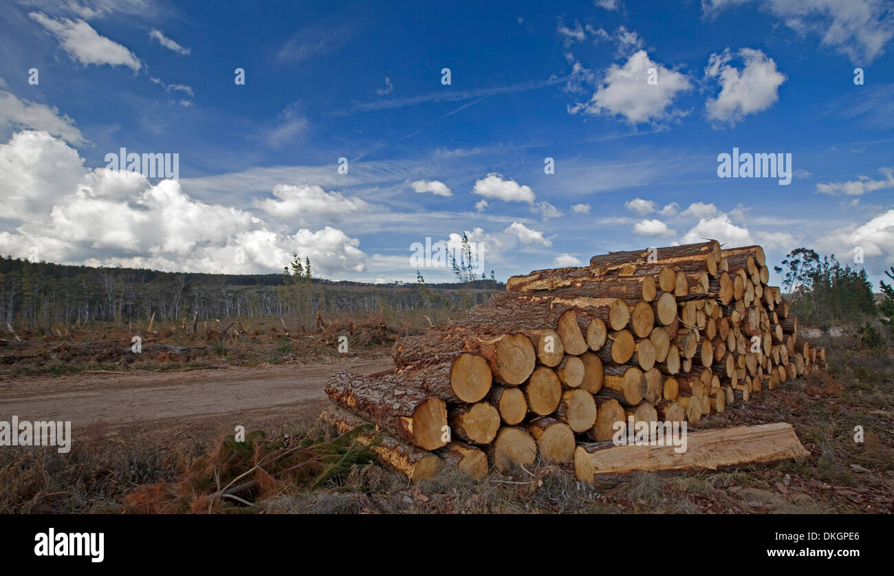 Timber plantation australia hi-res stock photography and images - Alamy