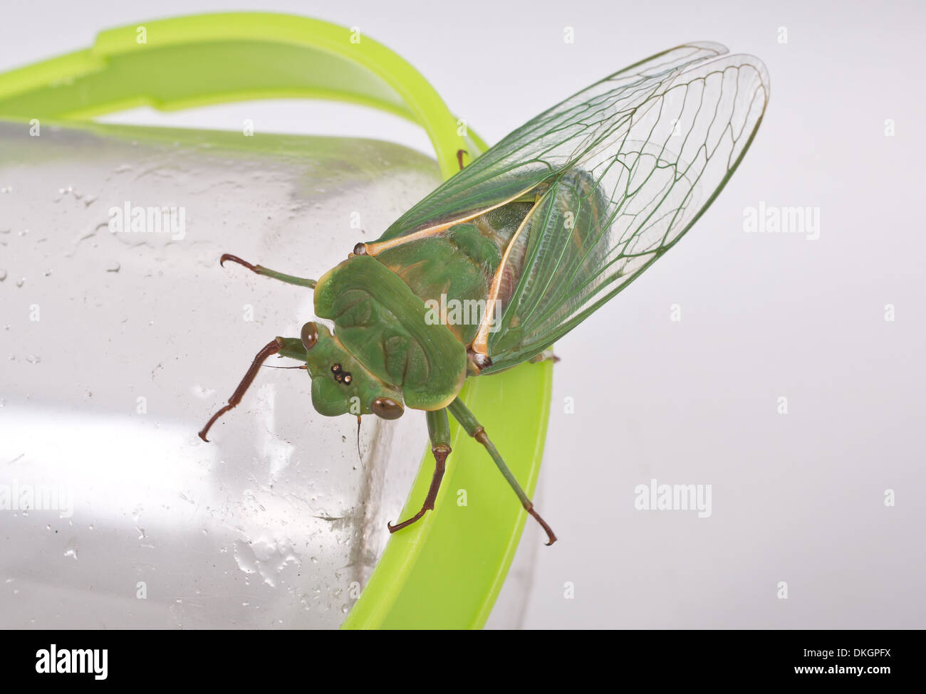 Australian green grocer cicada Stock Photo - Alamy