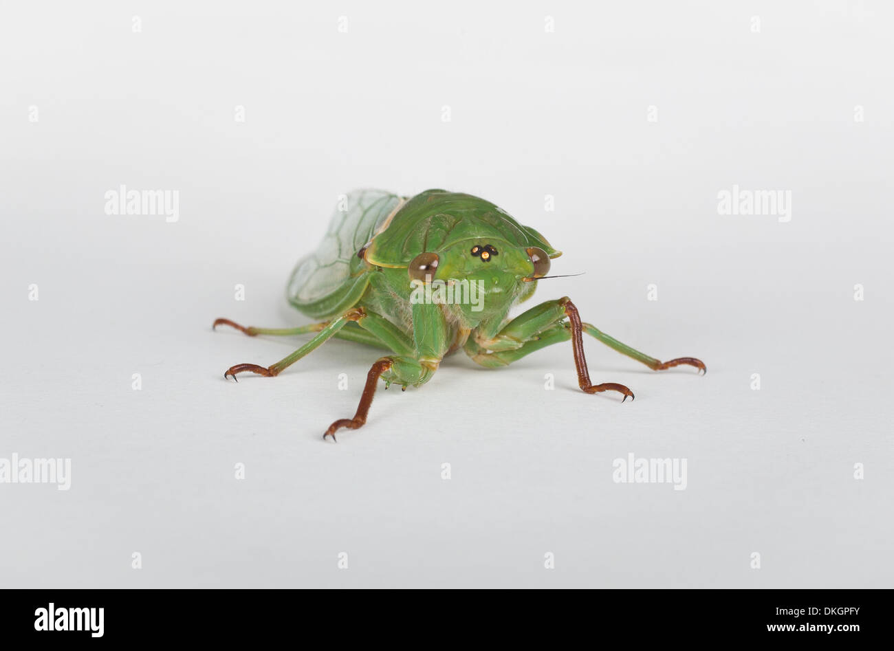 Australian green grocer cicada Stock Photo - Alamy