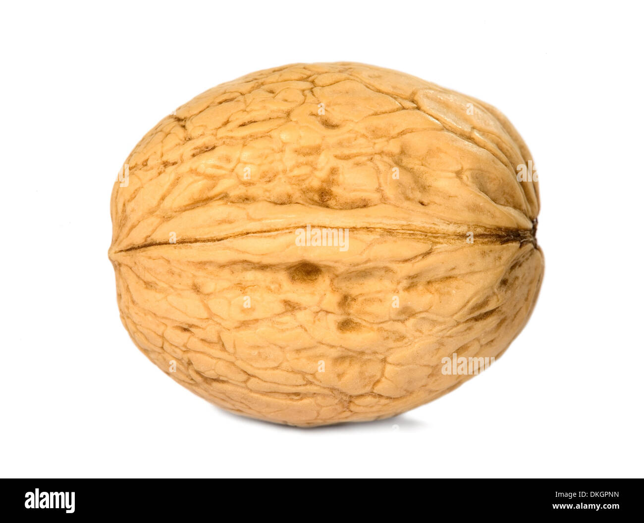 Brown greek nut on white isolated background Stock Photo - Alamy