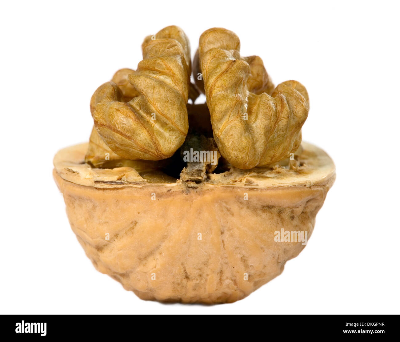 Brown greek nut on white isolated background Stock Photo - Alamy