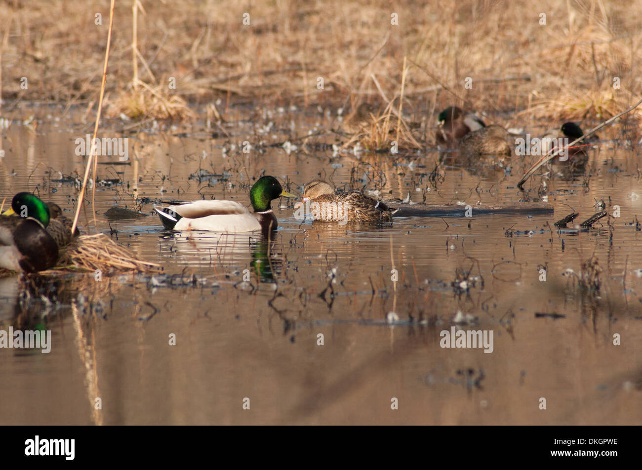 Male Drake Mallard Duck and female swimming in water among other ducks ...