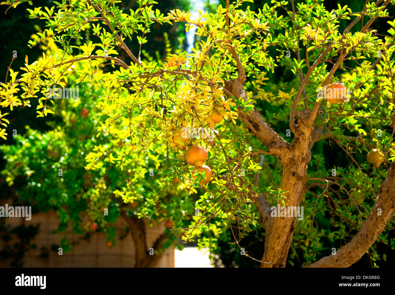 Granada fruit hi-res stock photography and images - Alamy