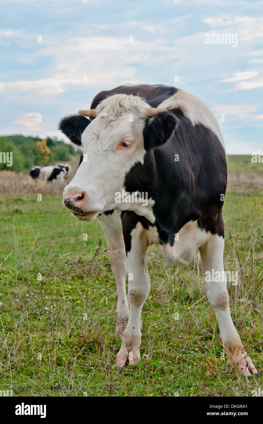 calf portrait at the green filed Stock Photo - Alamy