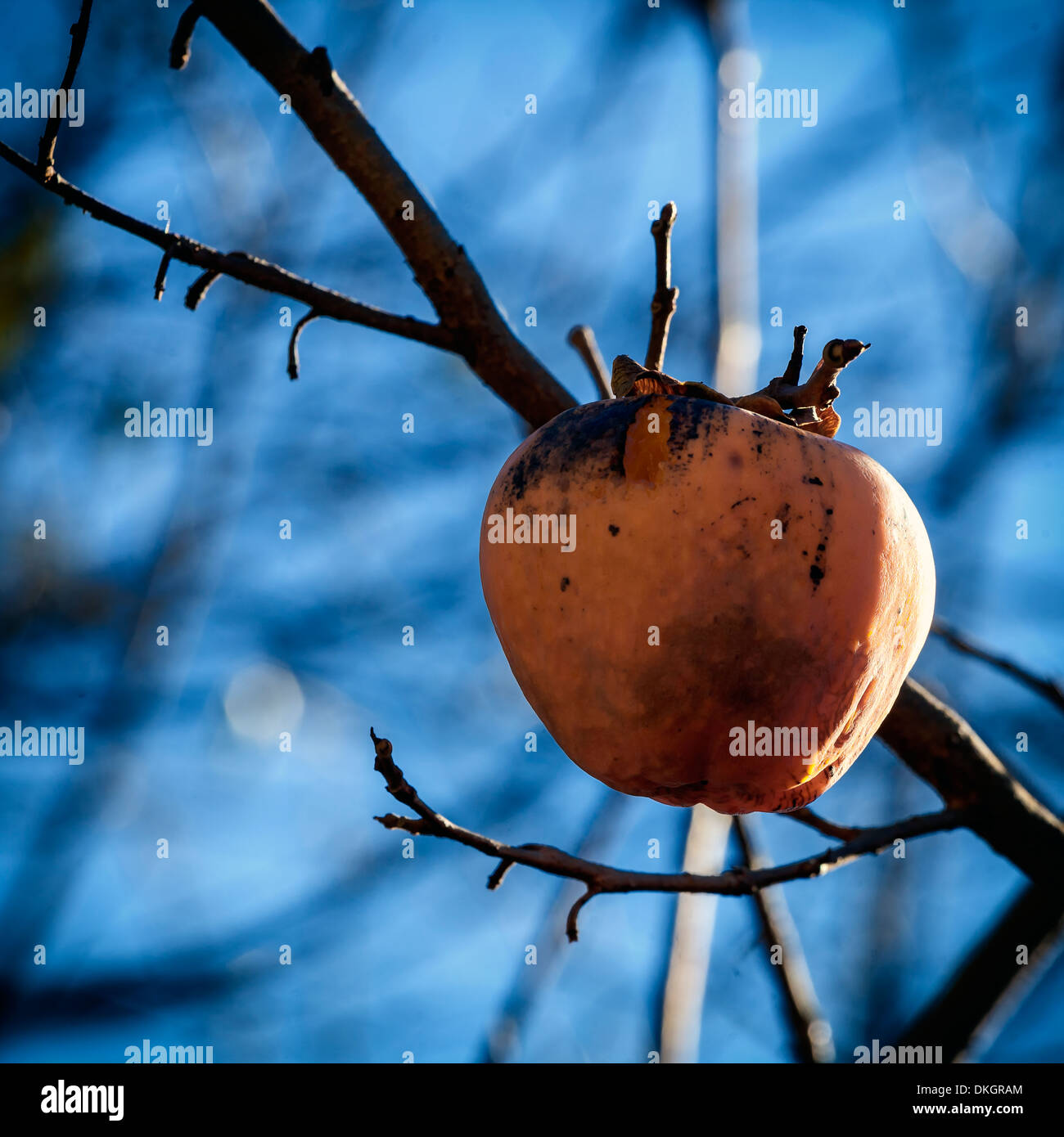 Fruit hanging tree hi-res stock photography and images - Alamy