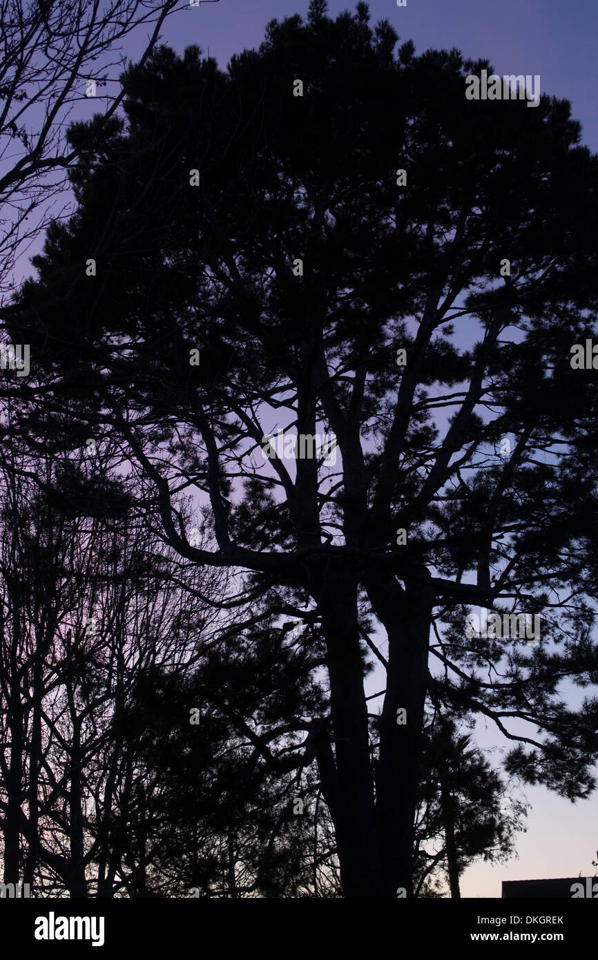 tree silhouette at sunset Stock Photo - Alamy