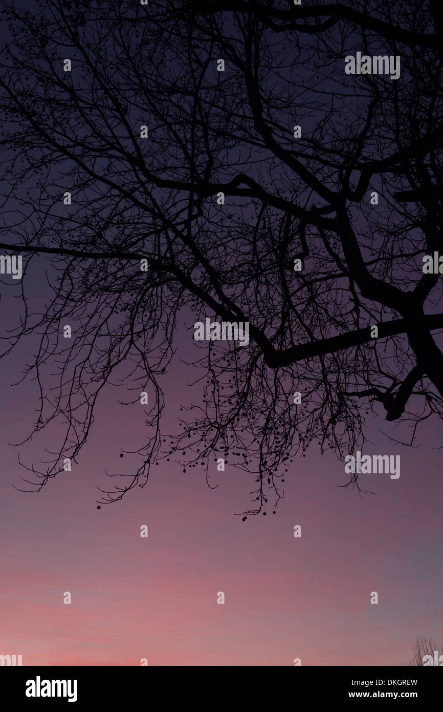 tree silhouette at sunset Stock Photo - Alamy