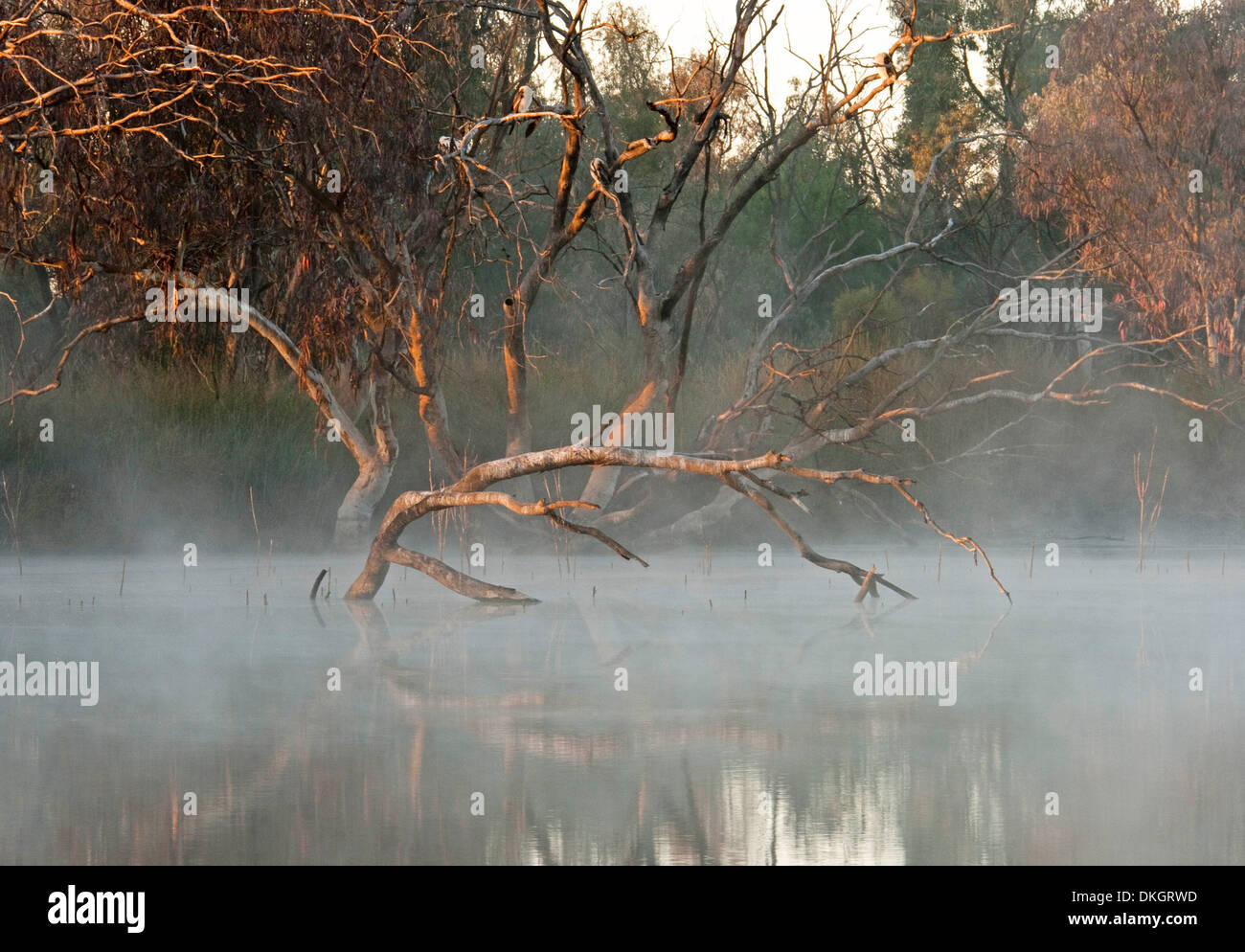 Paroo river wetlands hi-res stock photography and images - Alamy