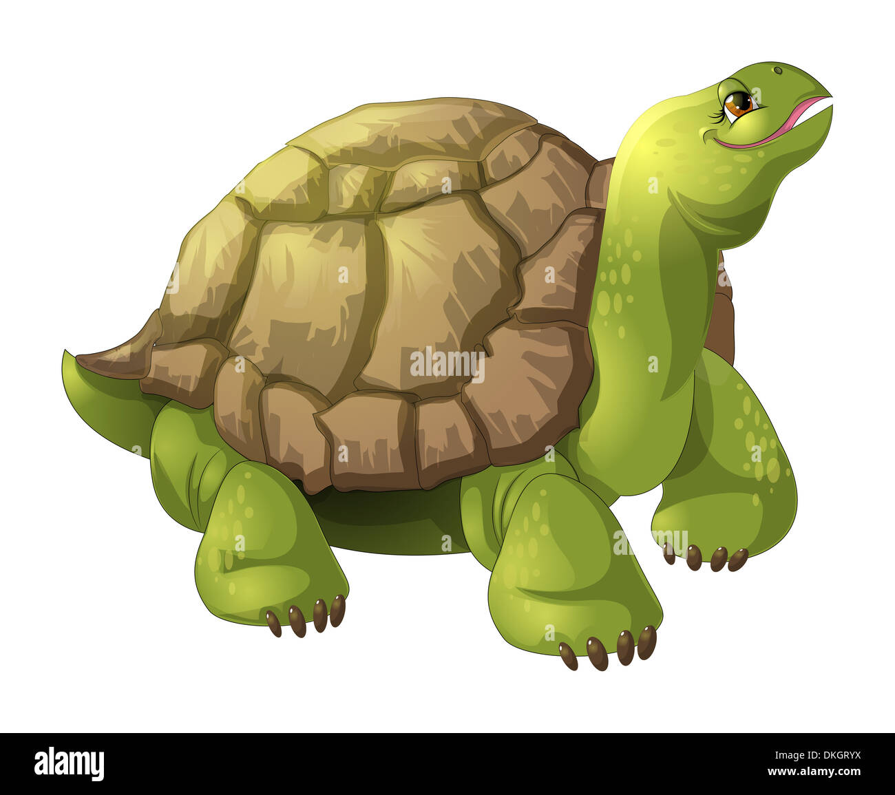 beautiful big turtle on a white background Stock Photo - Alamy
