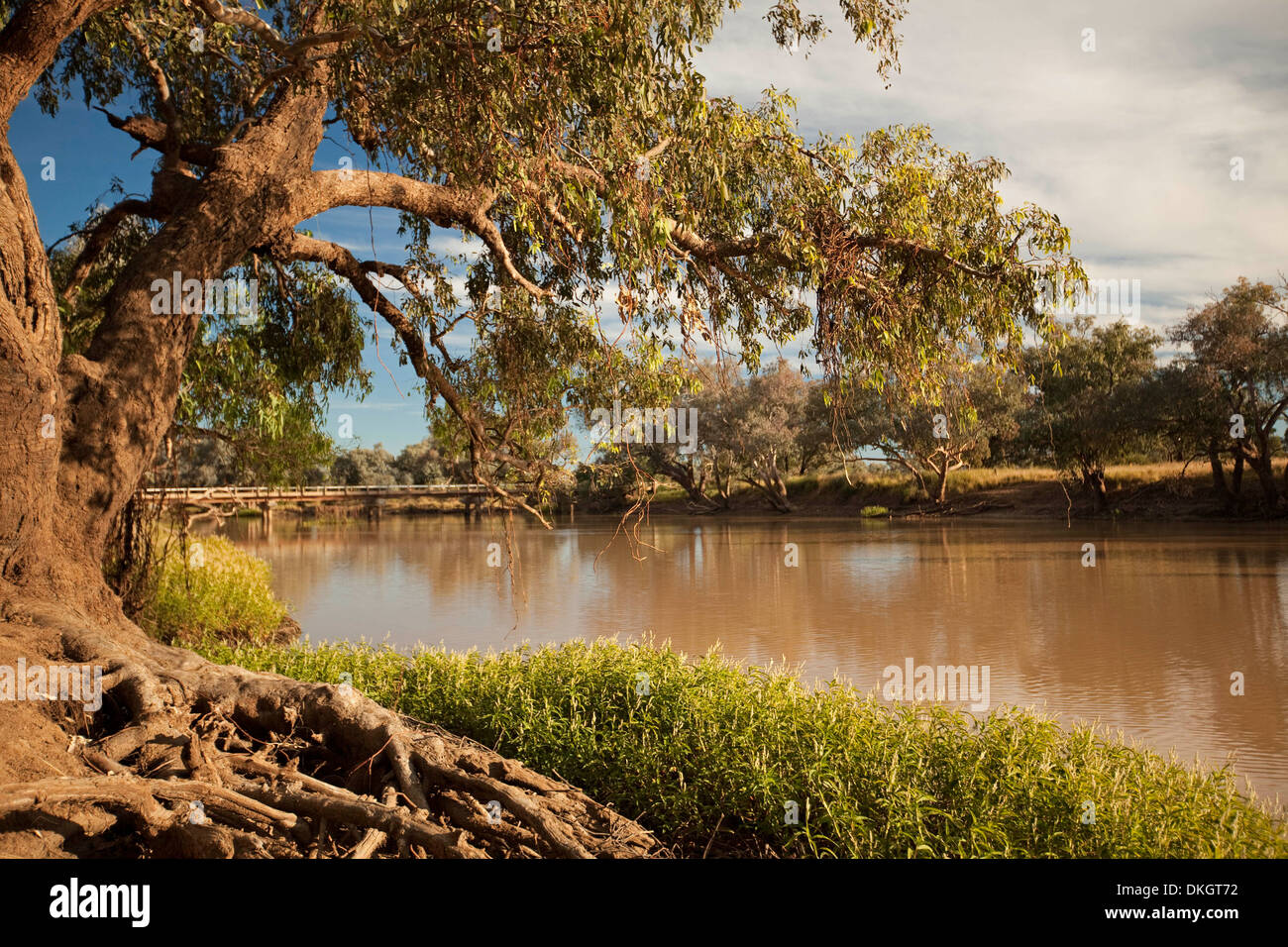 Ward River with native yapunyah trees and grasses on riverbank flowing ...