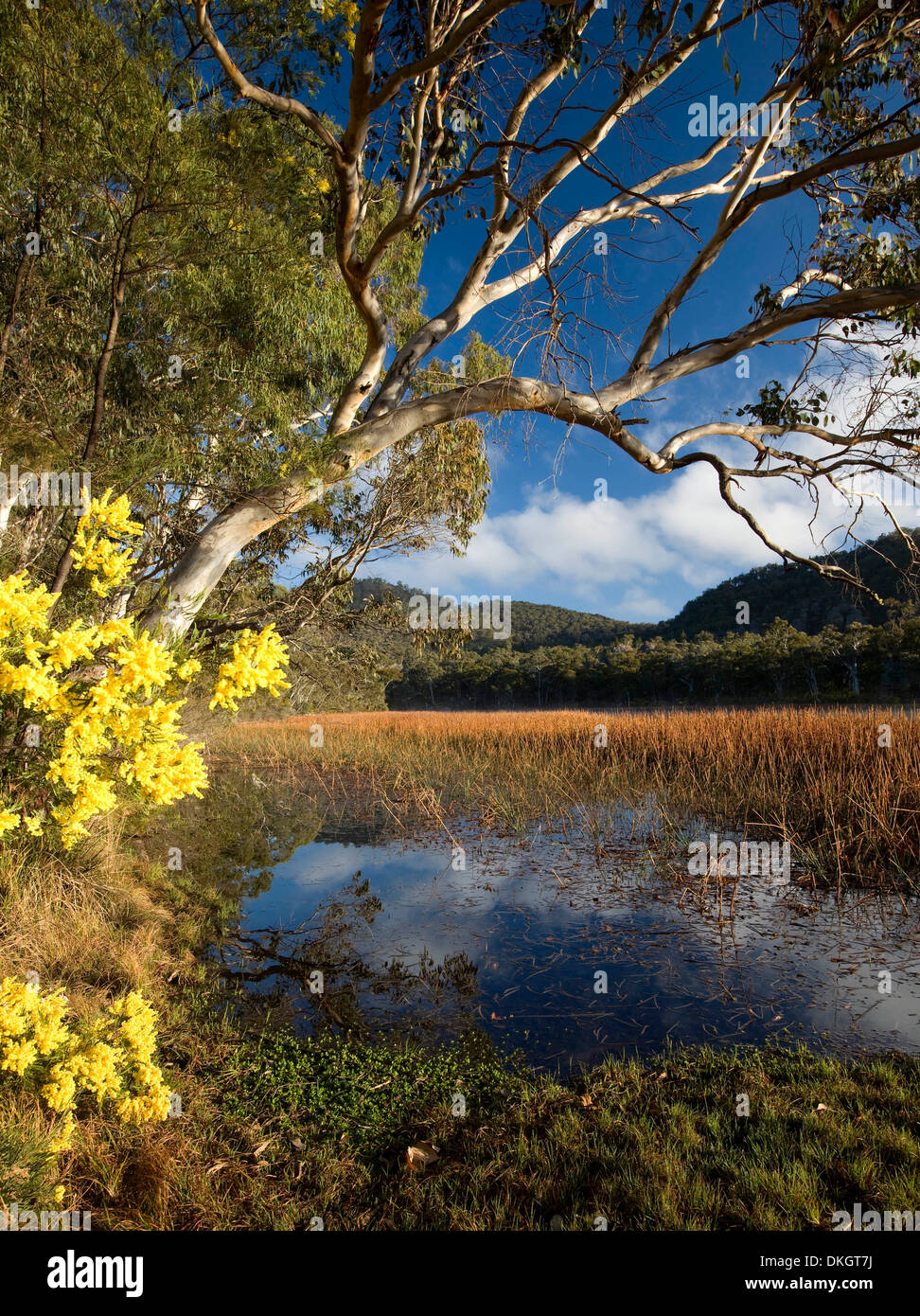 Golden wattle flowers, dense forest and low hills hemming picturesque ...