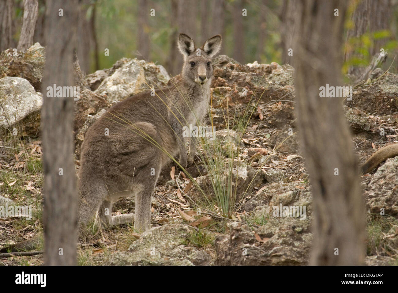 Eastern grey kangaroo Macropus giganteus among native forest and rocks ...