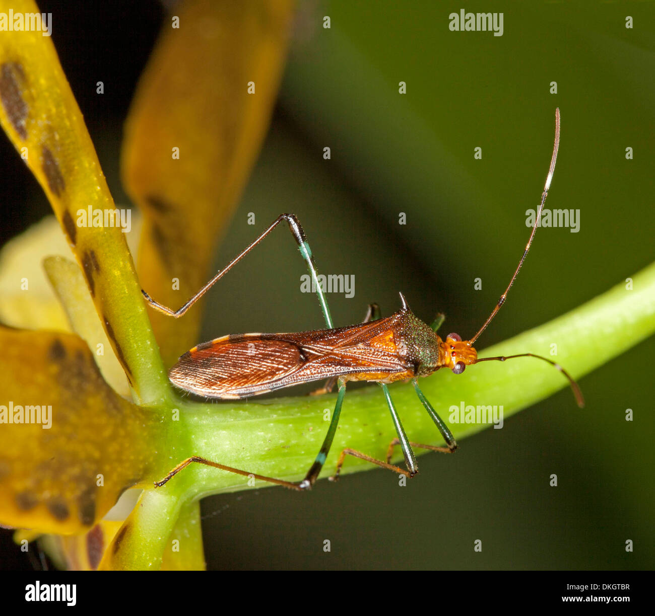Australian beetles hi-res stock photography and images - Alamy