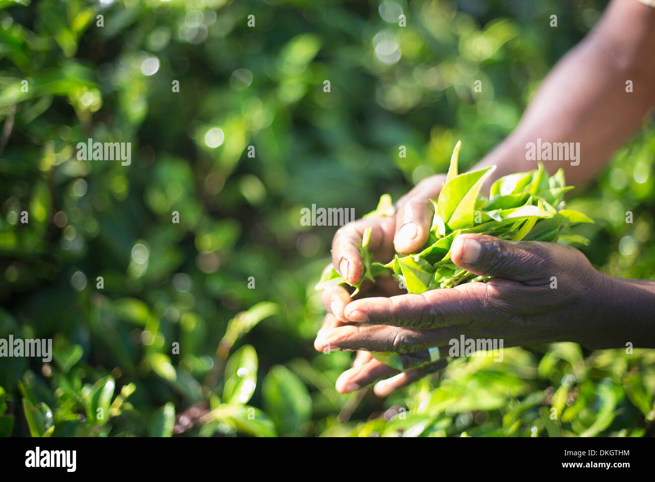 Hands of a tea picker picking tea in the Sri Lanka Central Highlands ...