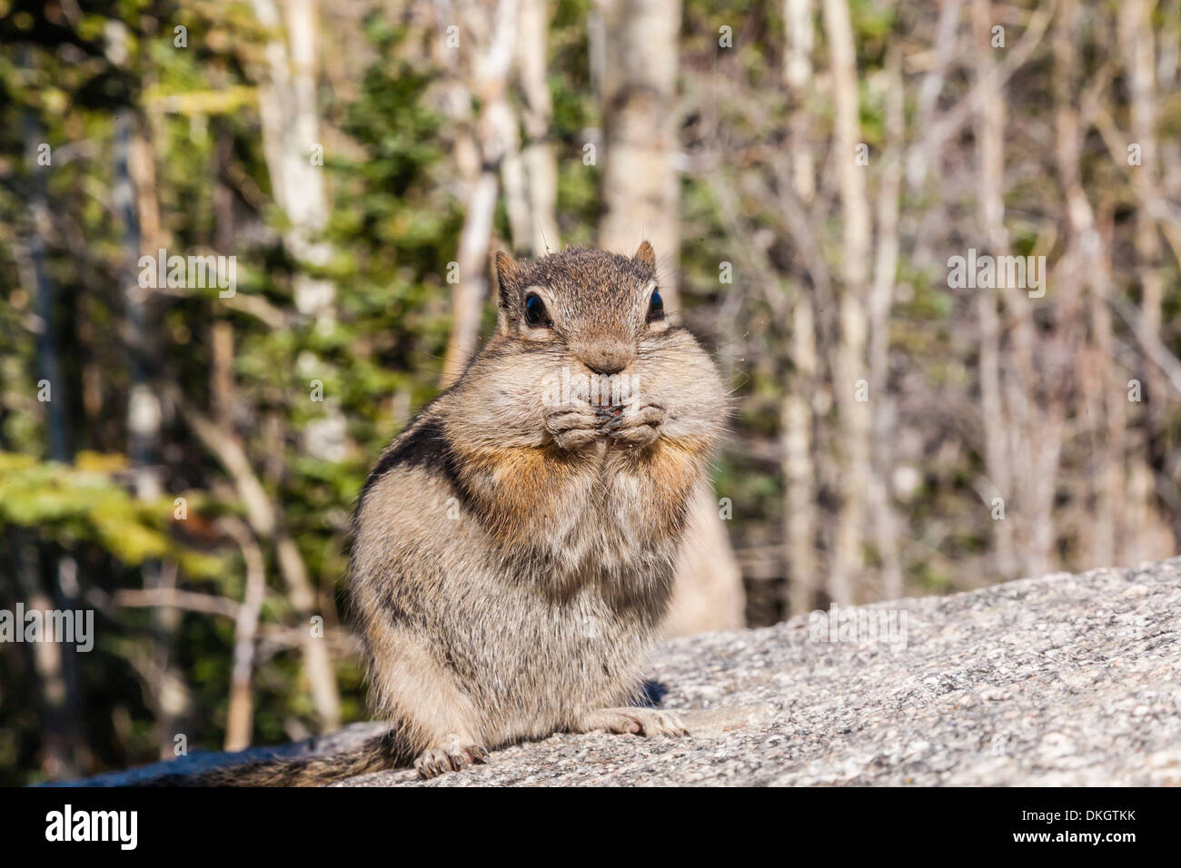 An adult golden-mantled ground squirrel (Callospermophilus lateralis ...