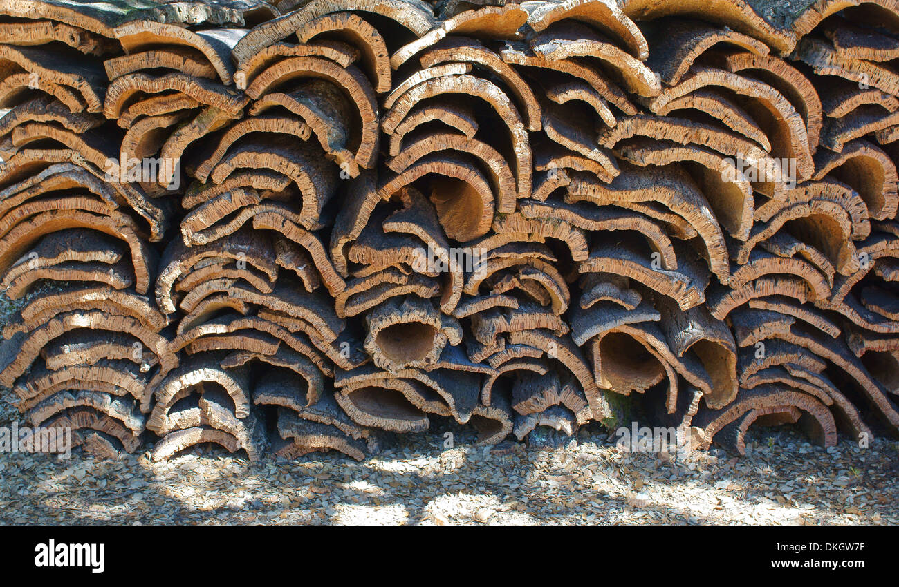 Oak bark hi-res stock photography and images - Alamy