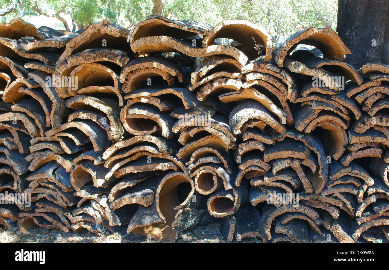 Stacked cork oak bark Algerve Portugal Quercus suber Stock Photo - Alamy