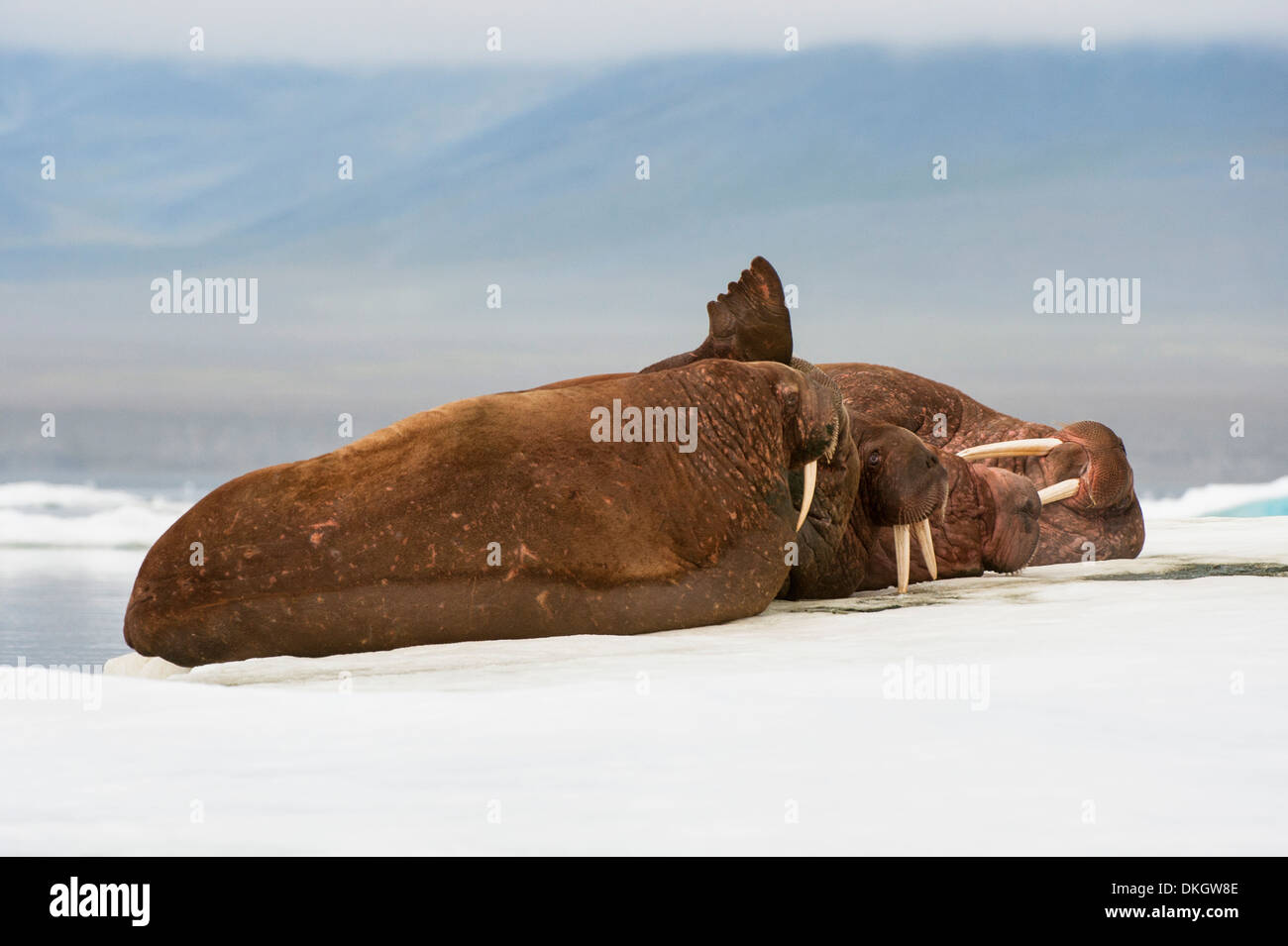 Group of walrus (Odobenus rosmarus) resting on the ice, Cape Waring ...