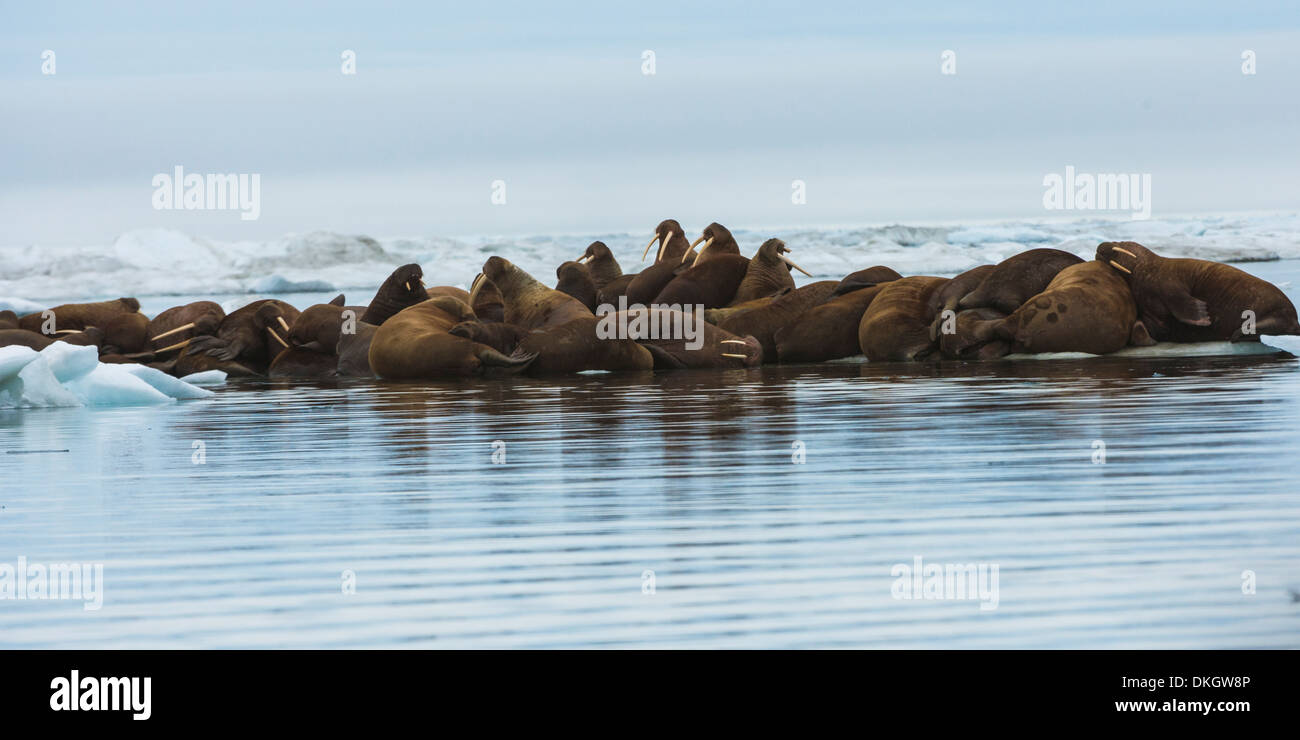 Wrangel island walrus hi-res stock photography and images - Alamy