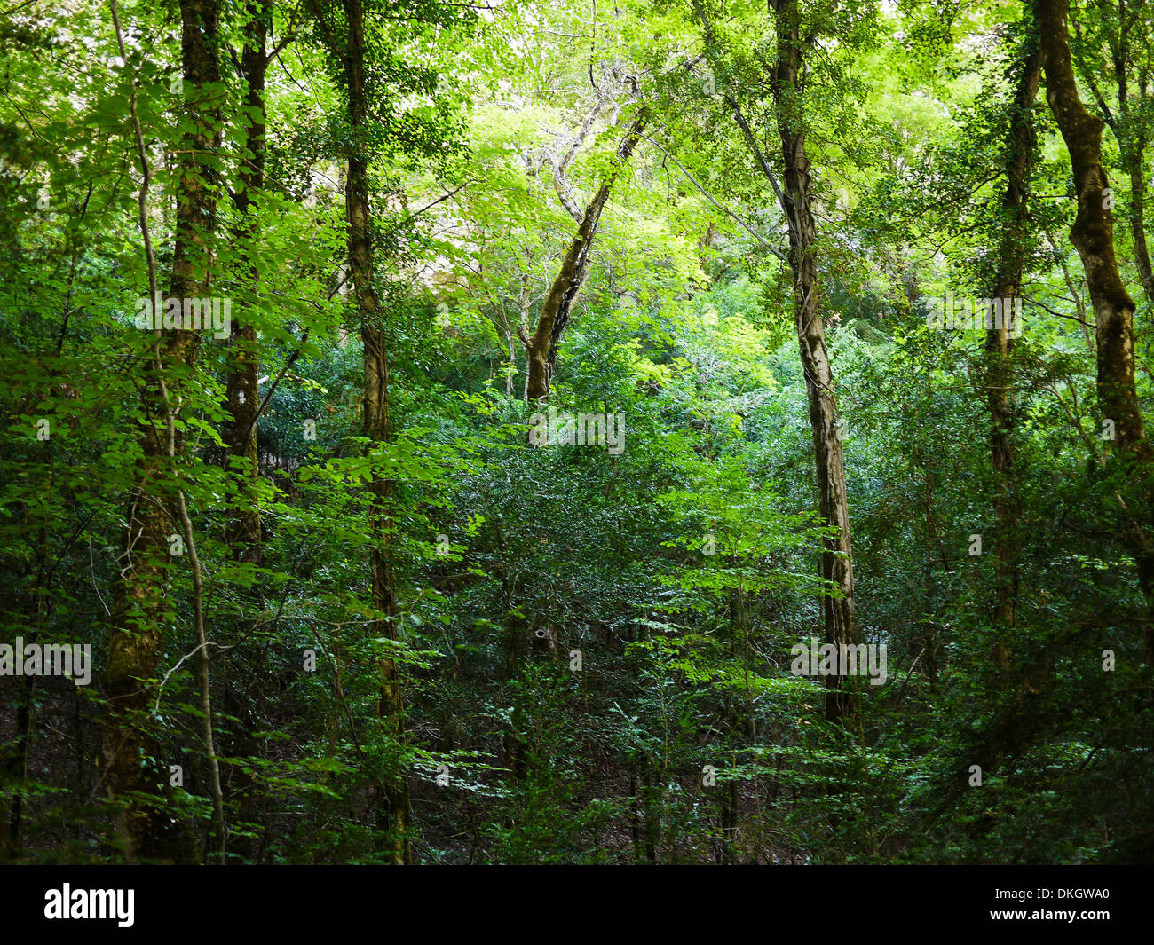 Green forest in france hi-res stock photography and images - Alamy