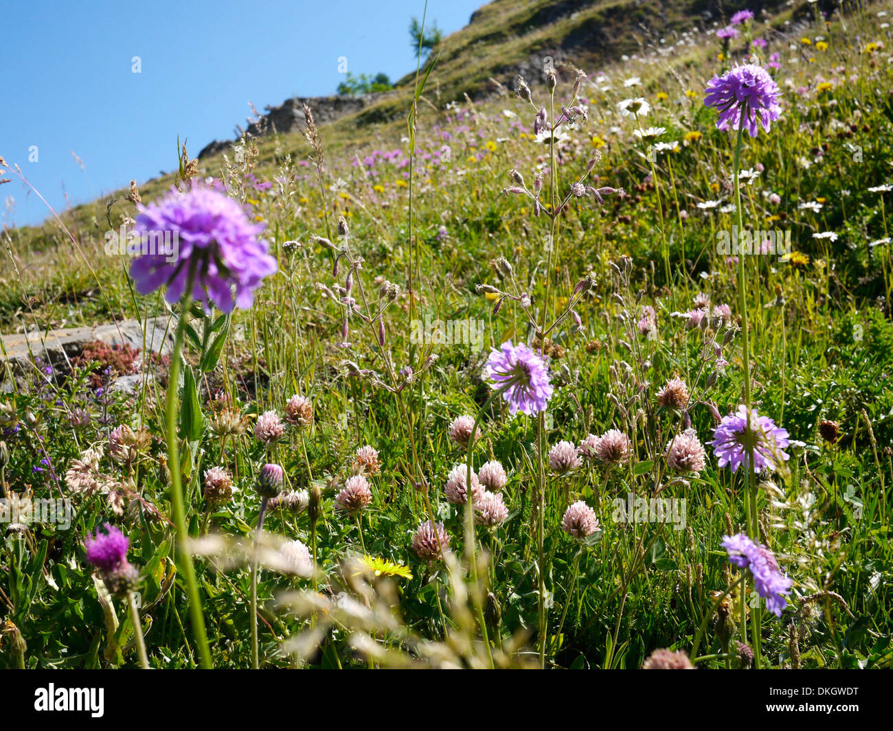 Flowers in Val Ferret, Mount Blanc, Alps Mountains Stock Photo - Alamy