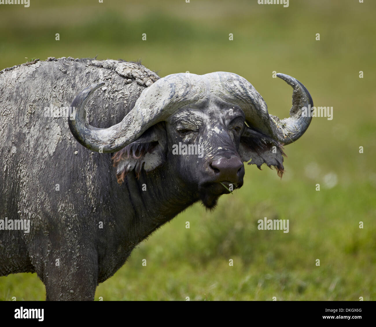 Cape buffalo (African buffalo) (Syncerus caffer) covered with white mud ...