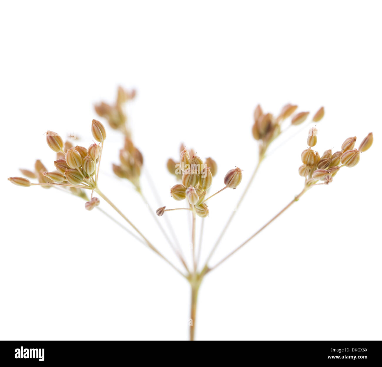 fresh plant of unripe cumin on white background Stock Photo - Alamy