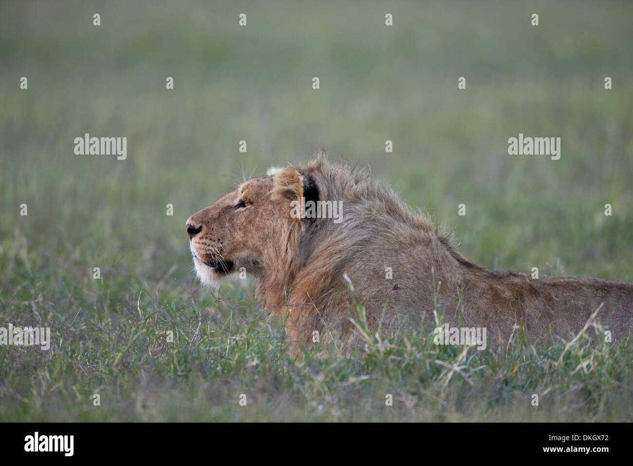Ngorongoro Crater Lion Stock Photos & Ngorongoro Crater Lion Stock ...