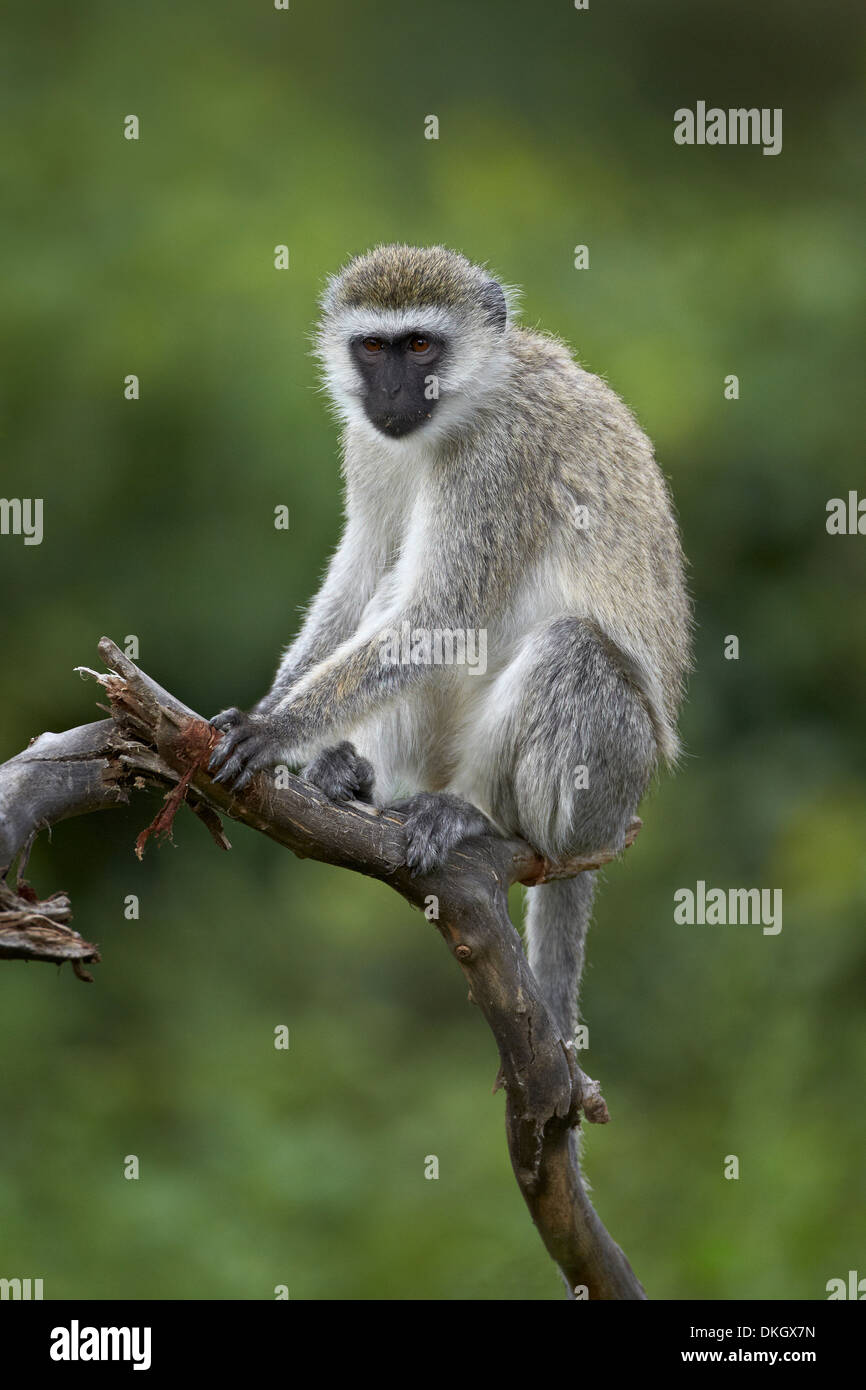 Grivet (Chlorocebus aethiops), Ngorongoro Crater, Tanzania, East Africa ...