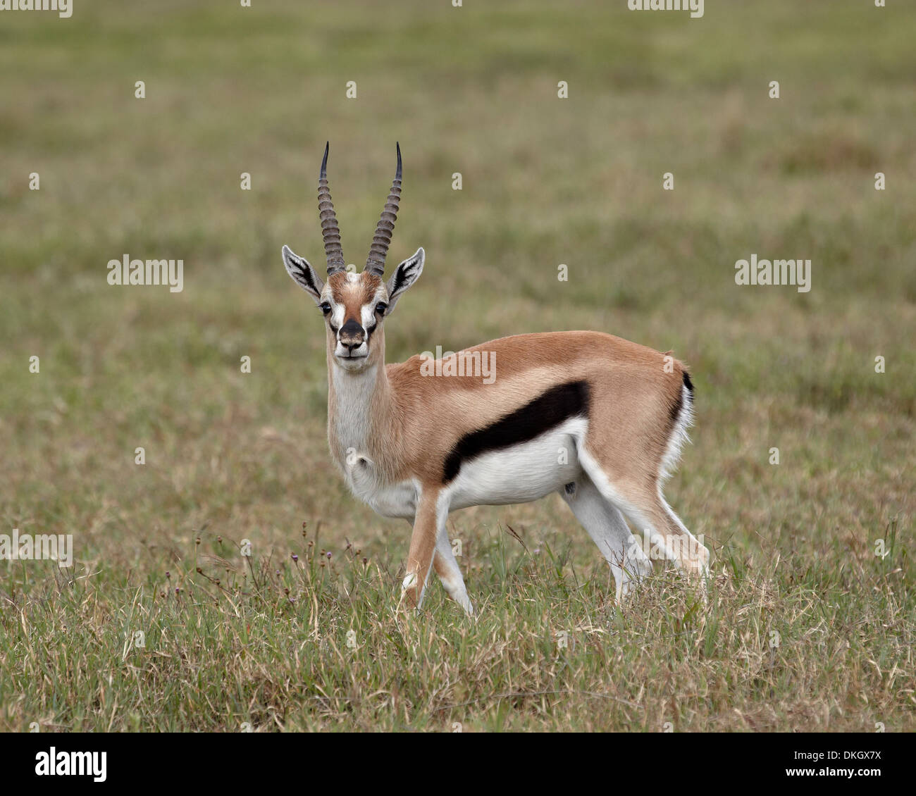 Gazella thomsonii hi-res stock photography and images - Alamy